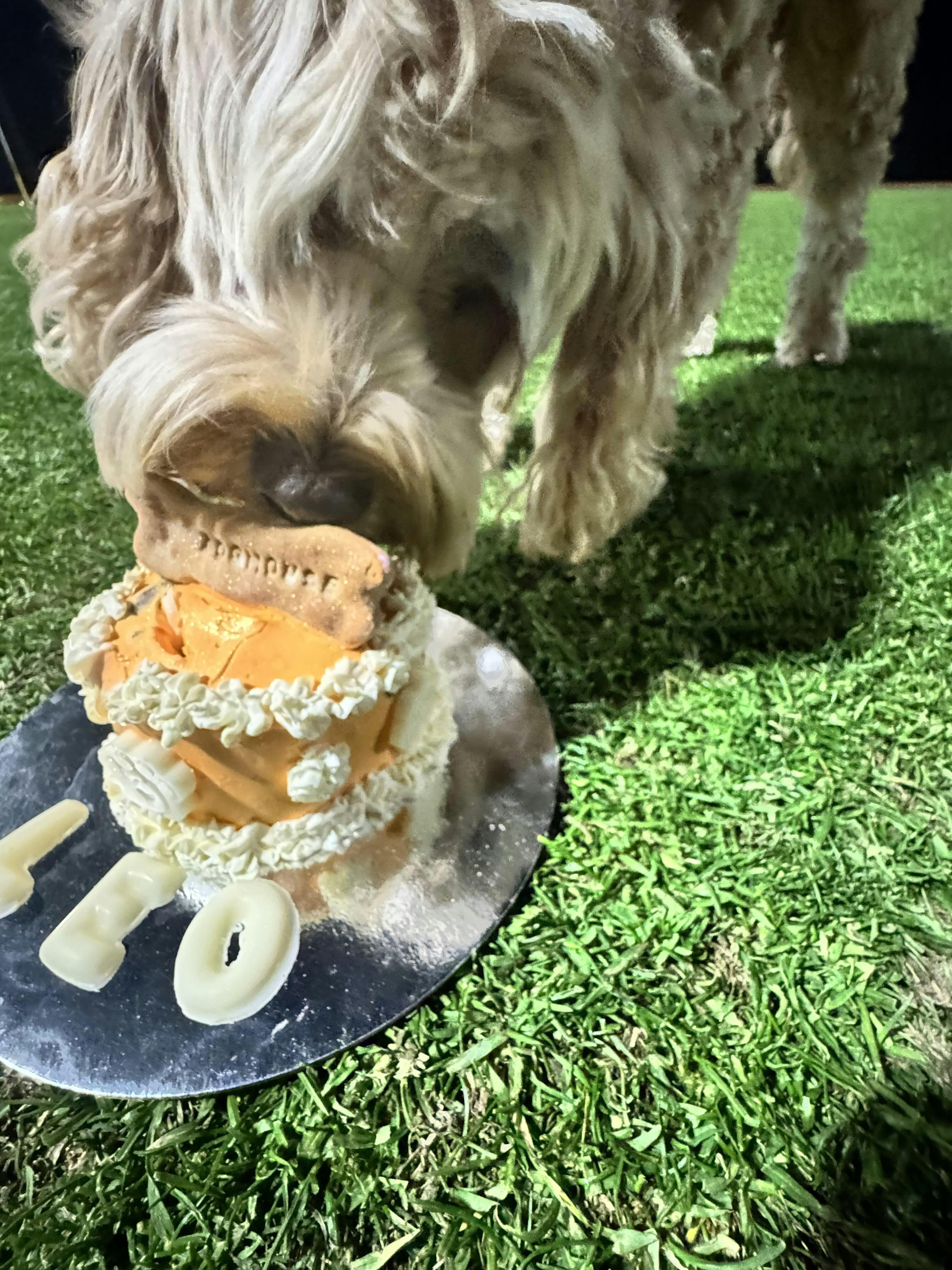 Small Dog Birthday Cake - Doghouse Cafe