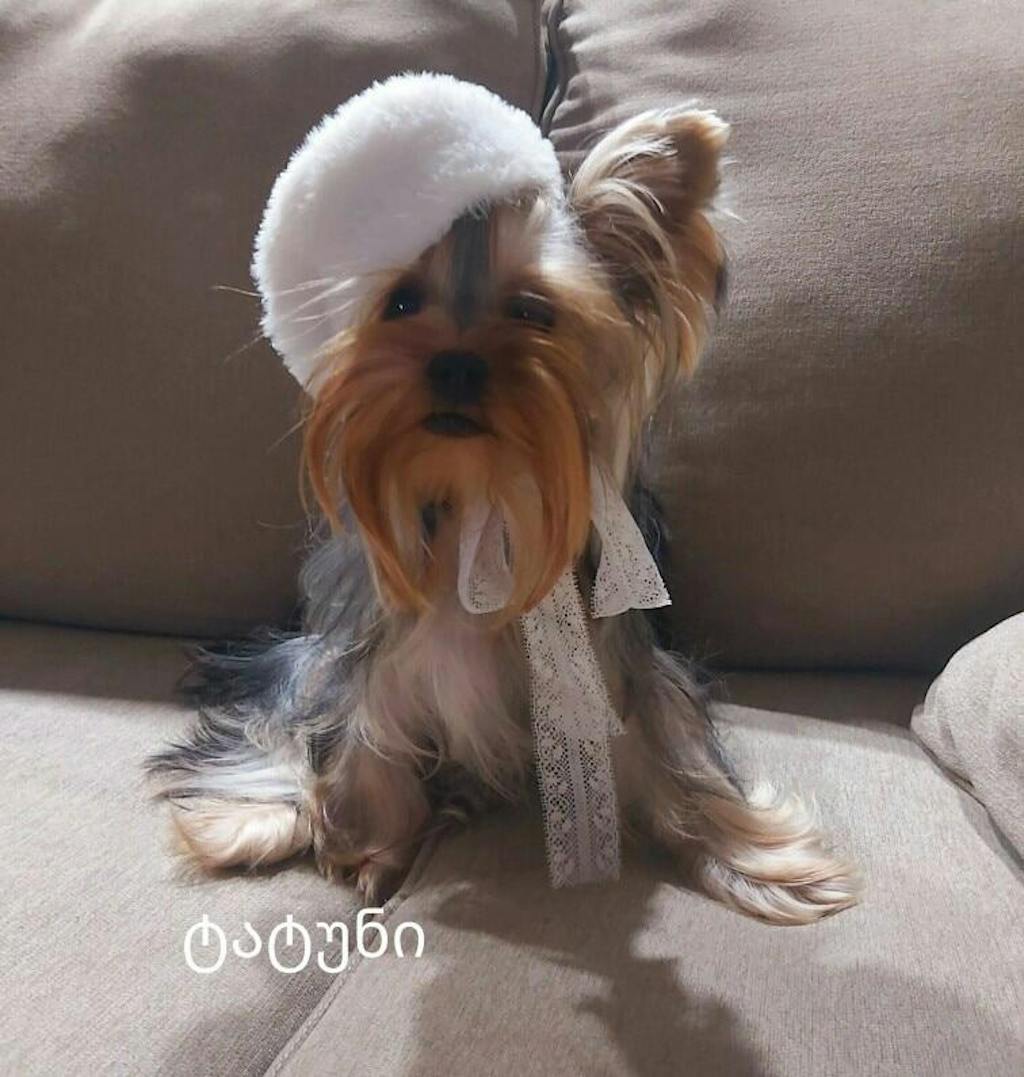 Luxurious And Elegant Beret For Dogs – DogMega.Com
