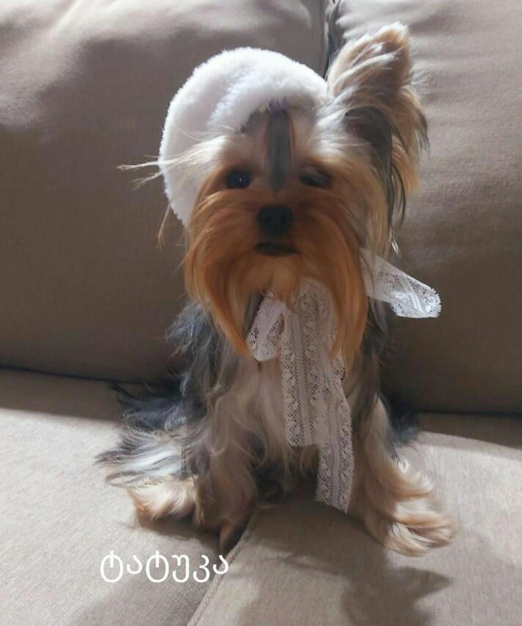 Luxurious And Elegant Beret For Dogs – DogMega.Com