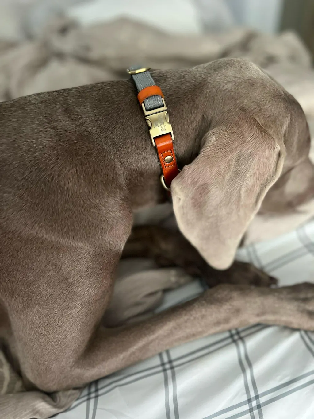 Dog Personality Collar – Bright Colors – DogMega.Com