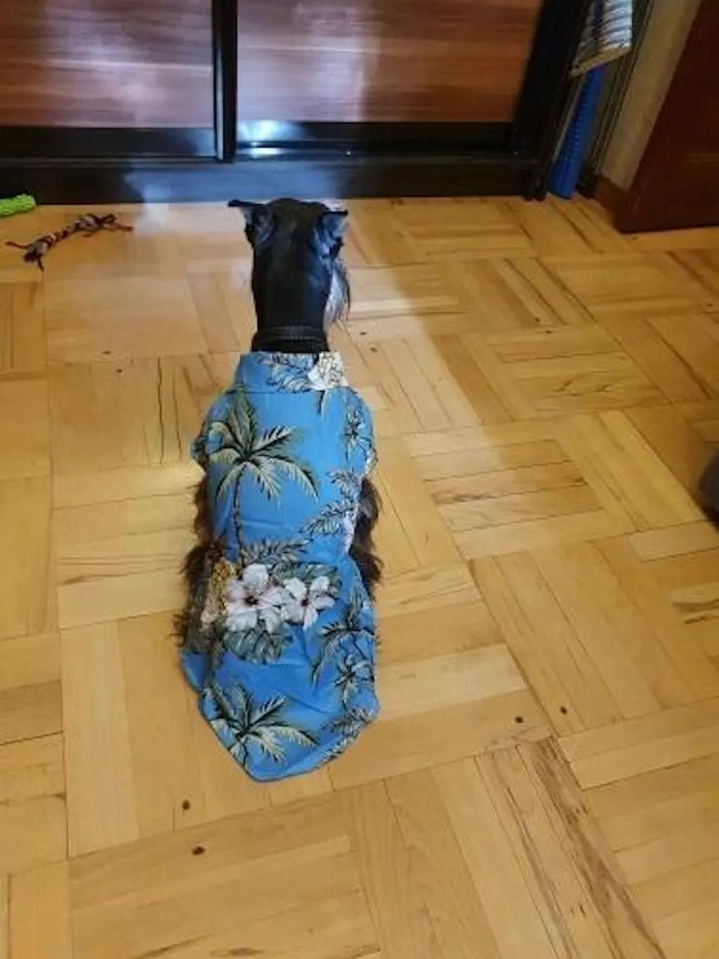 Hawaiian Beach-Style T-Shirt For Dogs – DogMega.Com