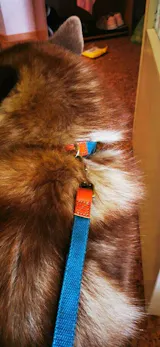 Dog Personality Collar – Bright Colors – DogMega.Com