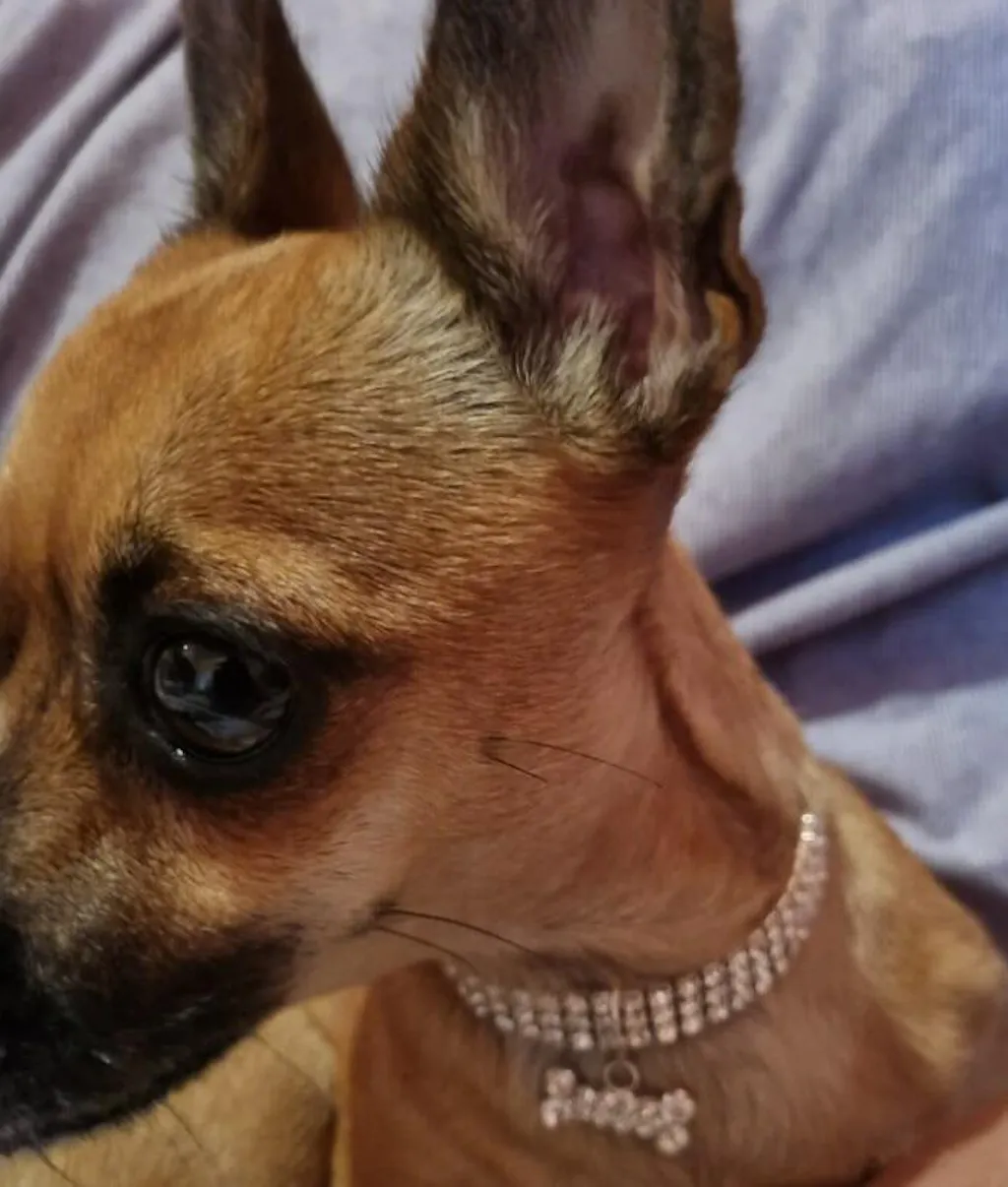 Luxurious Sparkling Stone Collar For Dogs – DogMega.Com