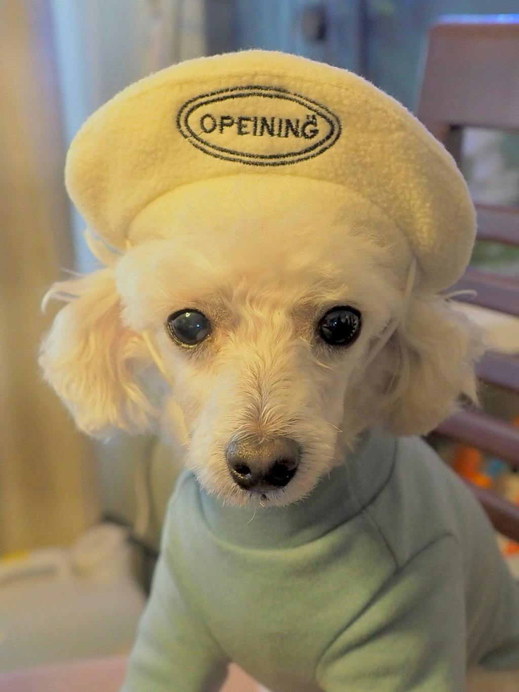 Beret With Adjustable Straps For Dogs – DogMega.Com