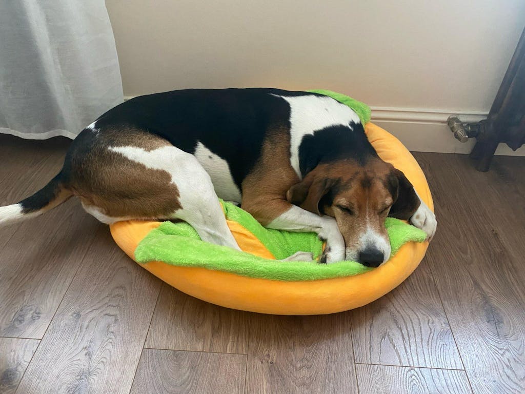 Hot Dog Dog Bed | Funny Dog Beds – DogMega.Com