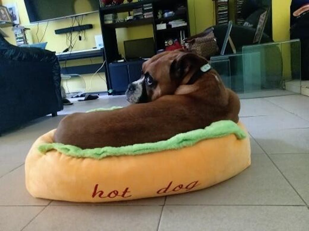 Hot Dog Dog Bed | Funny Dog Beds – DogMega.Com