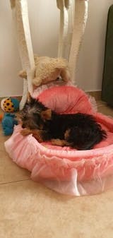 Cute Small Dog Beds | Cute Puppy Beds | Cute Girl Dog Beds | Cute Cat ...