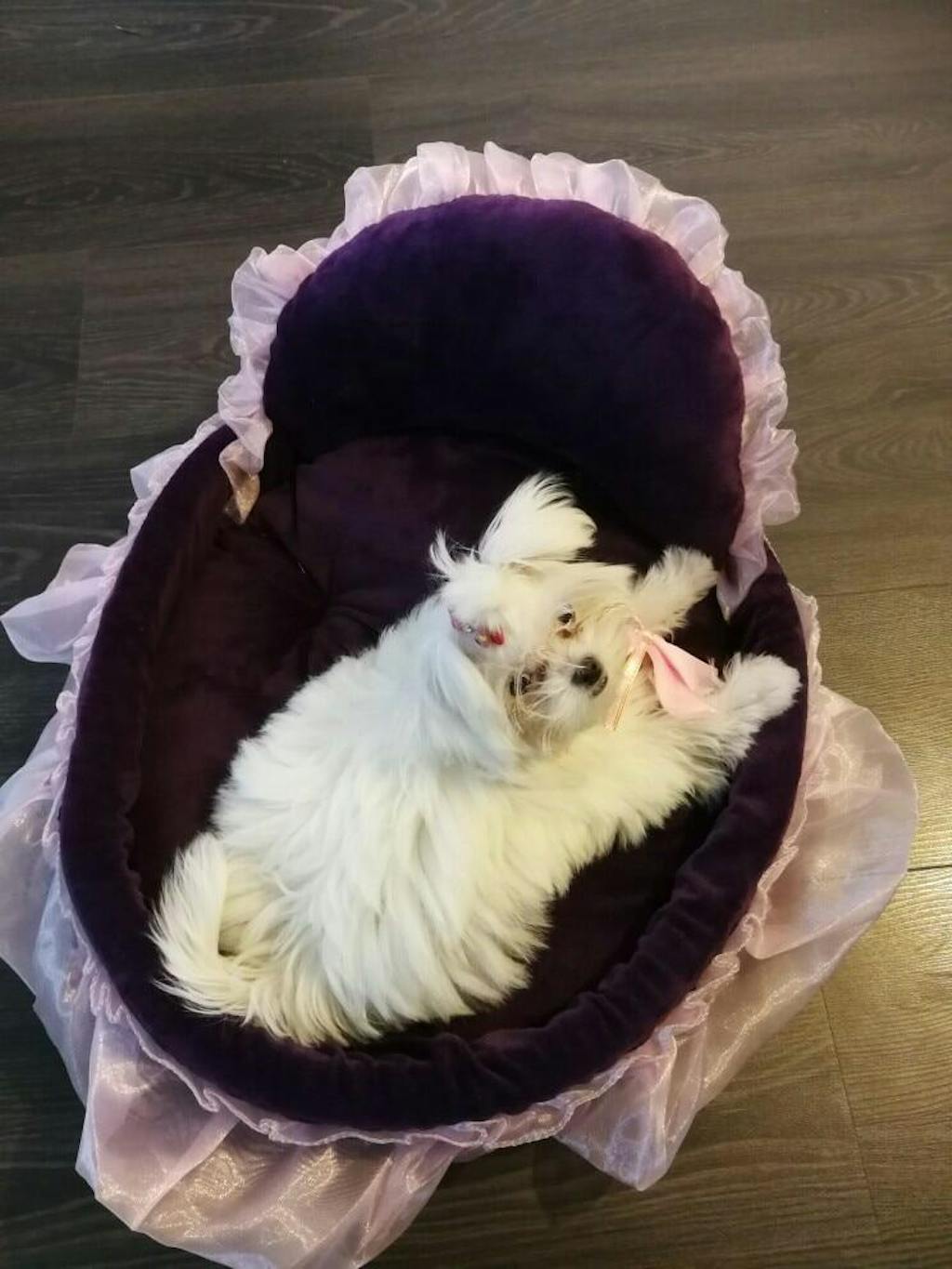 Cute Small Dog Beds | Cute Puppy Beds | Cute Girl Dog Beds | Cute Cat ...