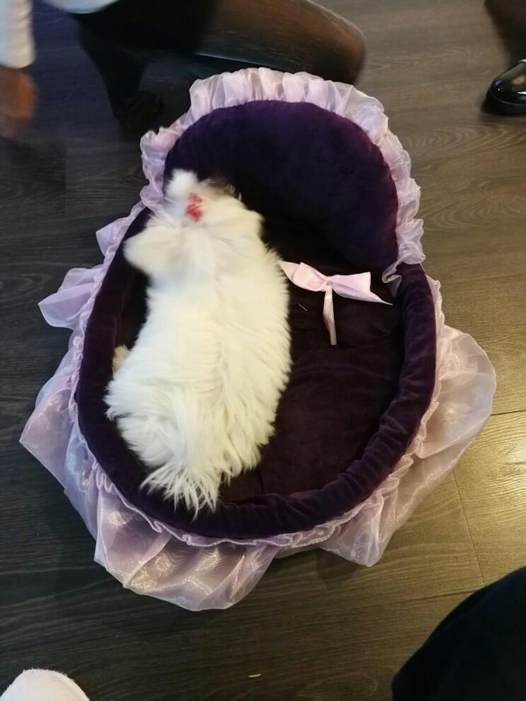 Cute Small Dog Beds | Cute Puppy Beds | Cute Girl Dog Beds | Cute Cat ...