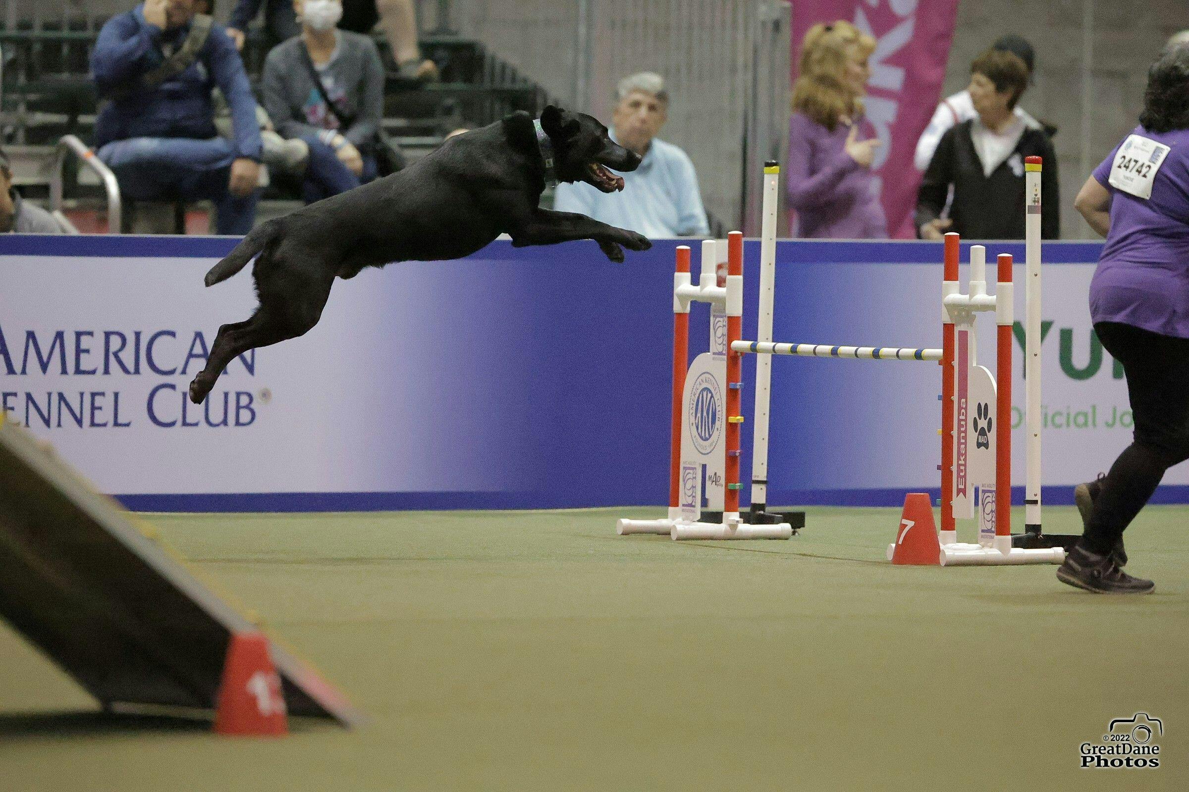 Reviews - Dogs4Motion Academy