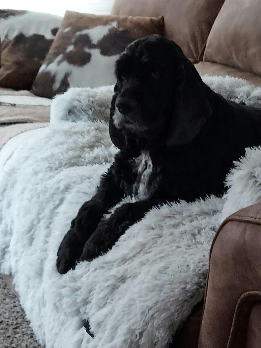 Dogslanding™ - Innovative pieces of comfort– DogsLanding