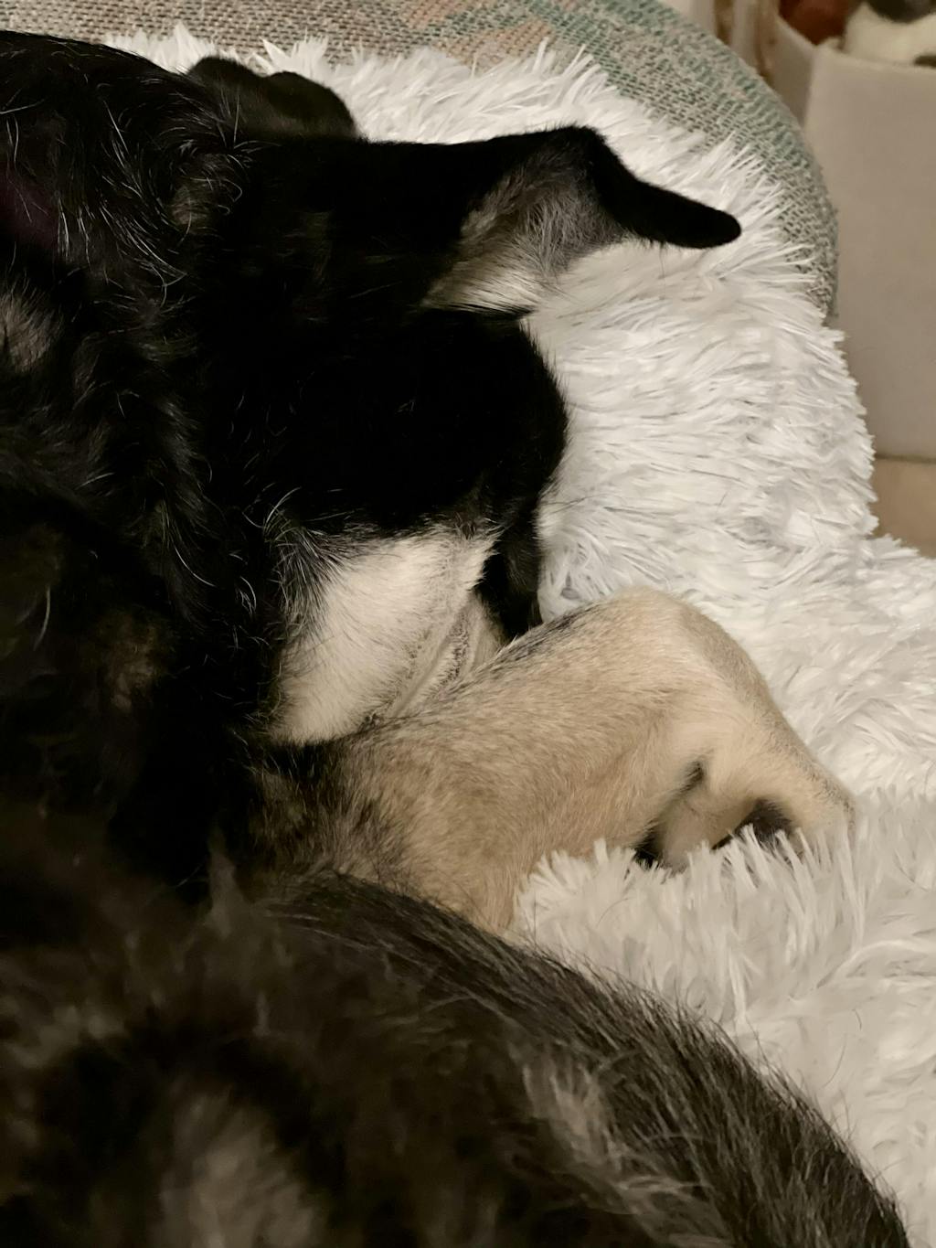 Dogslanding™ - Innovative pieces of comfort– DogsLanding