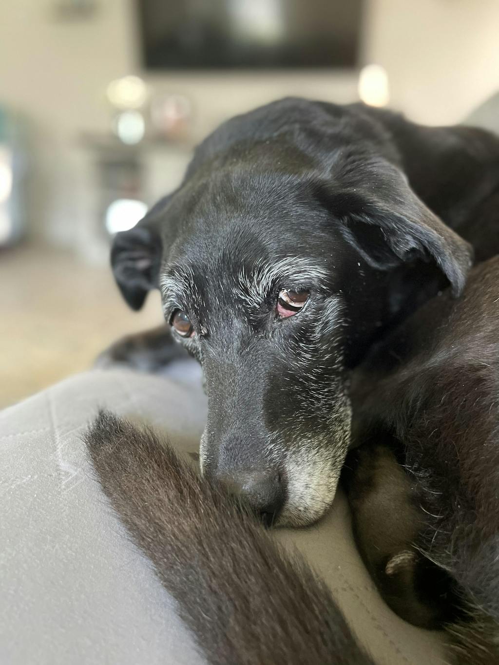 Dogslanding™ - Innovative pieces of comfort– DogsLanding