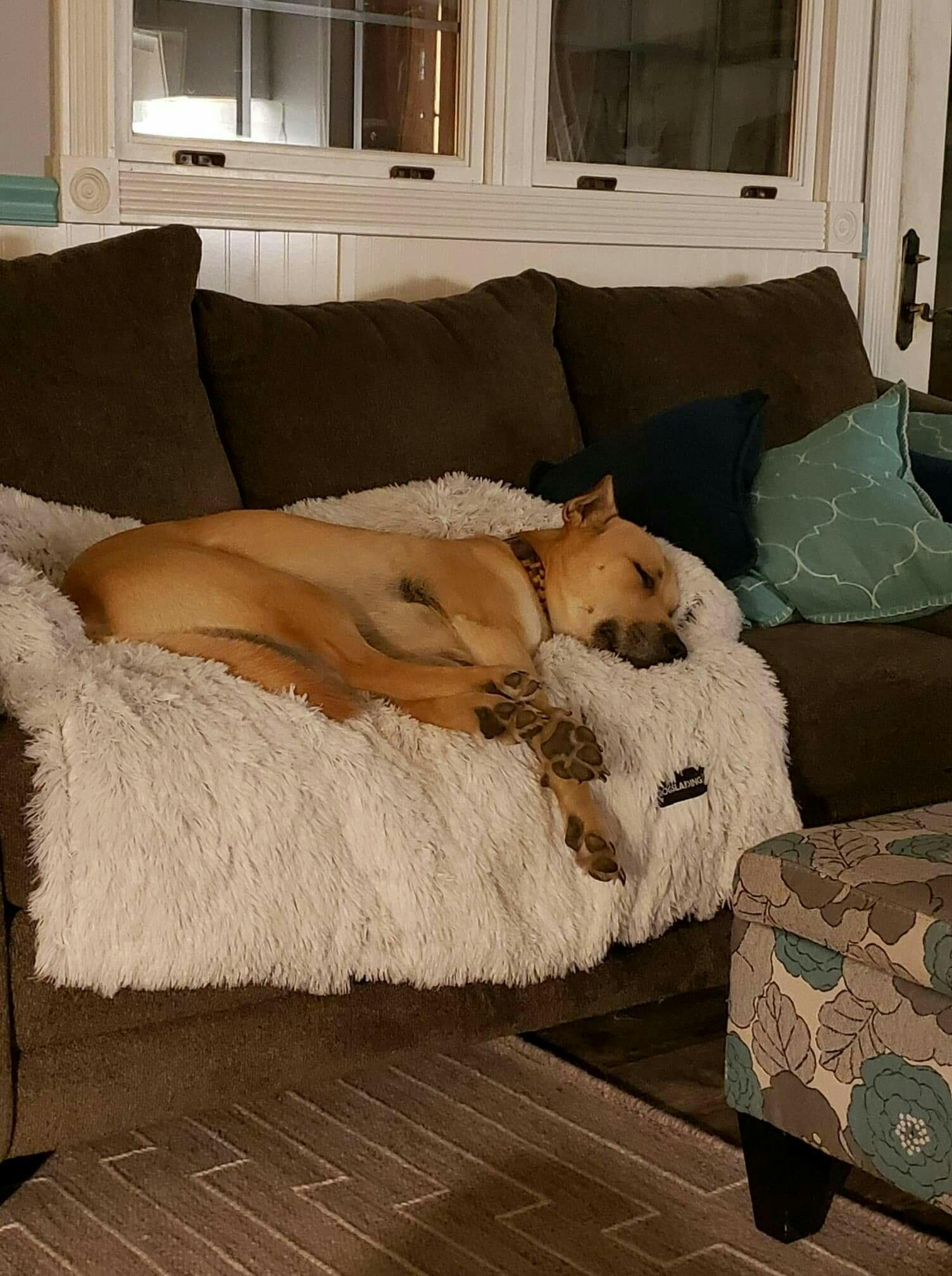 Dogslanding™ - Innovative pieces of comfort– DogsLanding