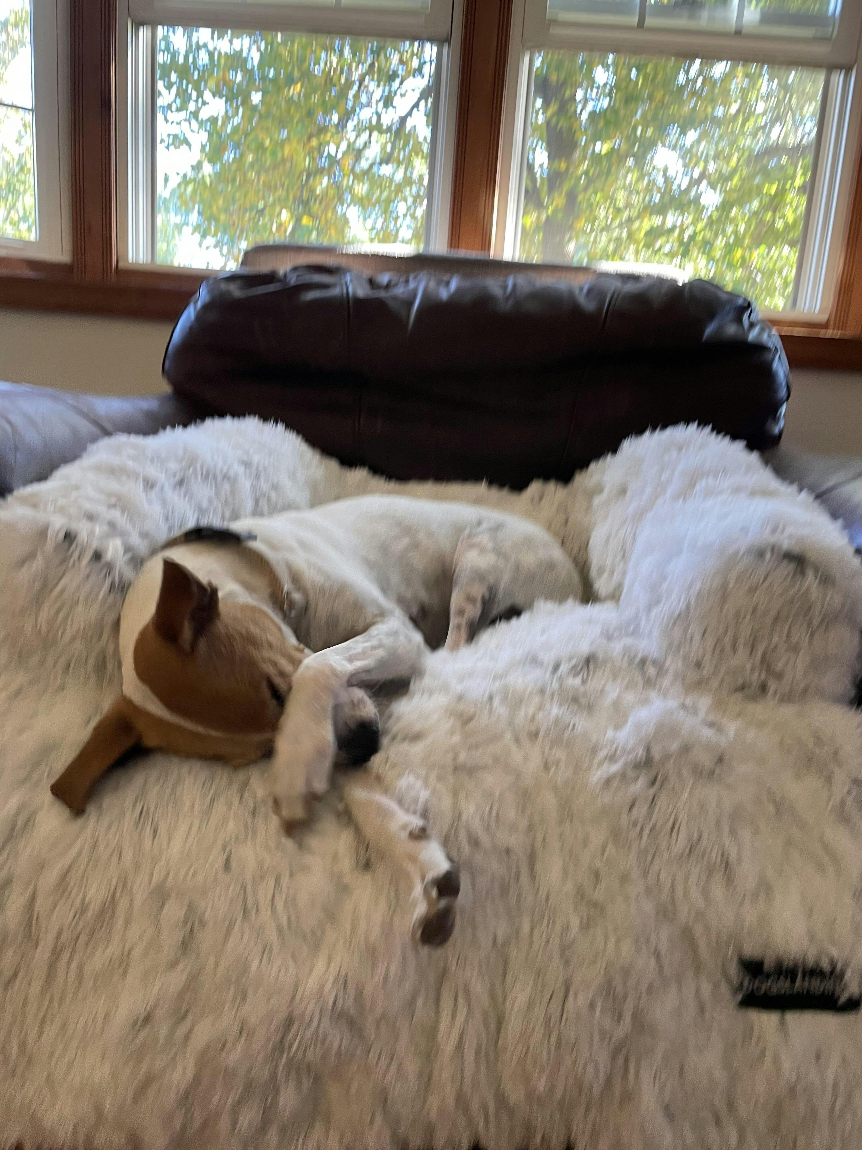 Dogslanding™ - Innovative pieces of comfort– DogsLanding