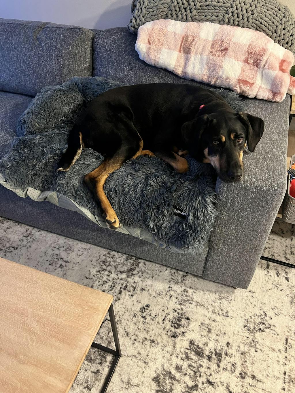 Dogslanding™ - Innovative pieces of comfort – DogsLanding