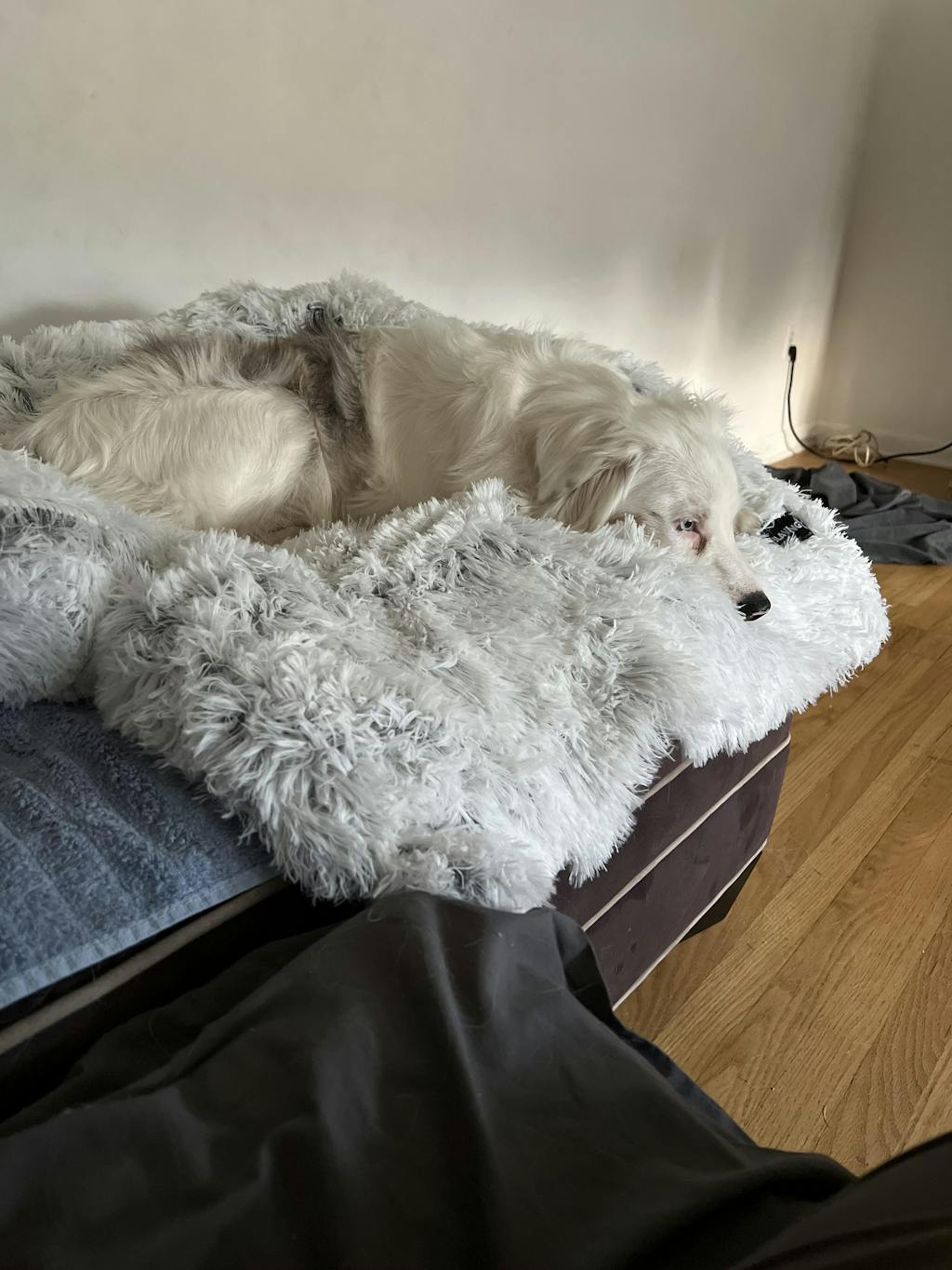 Dogslanding™ - Innovative pieces of comfort – DogsLanding