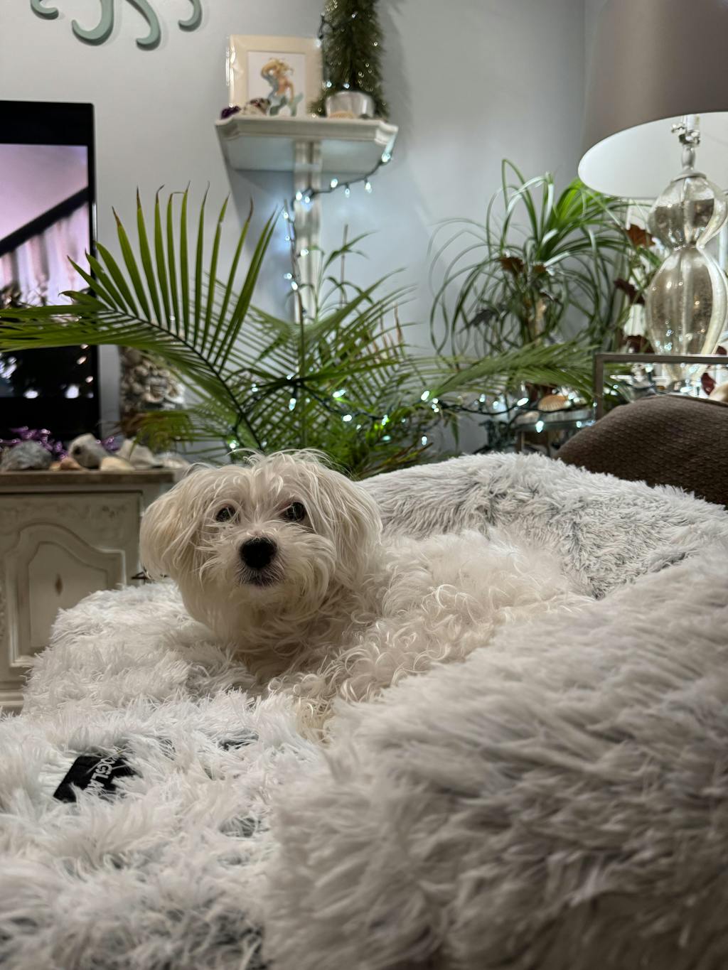 Dogslanding™ - Innovative pieces of comfort – DogsLanding