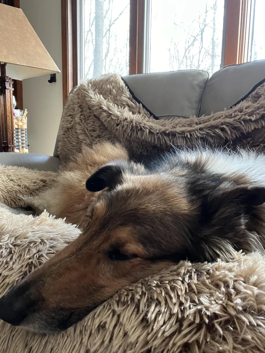switching-to-puparadise – Dogslanding