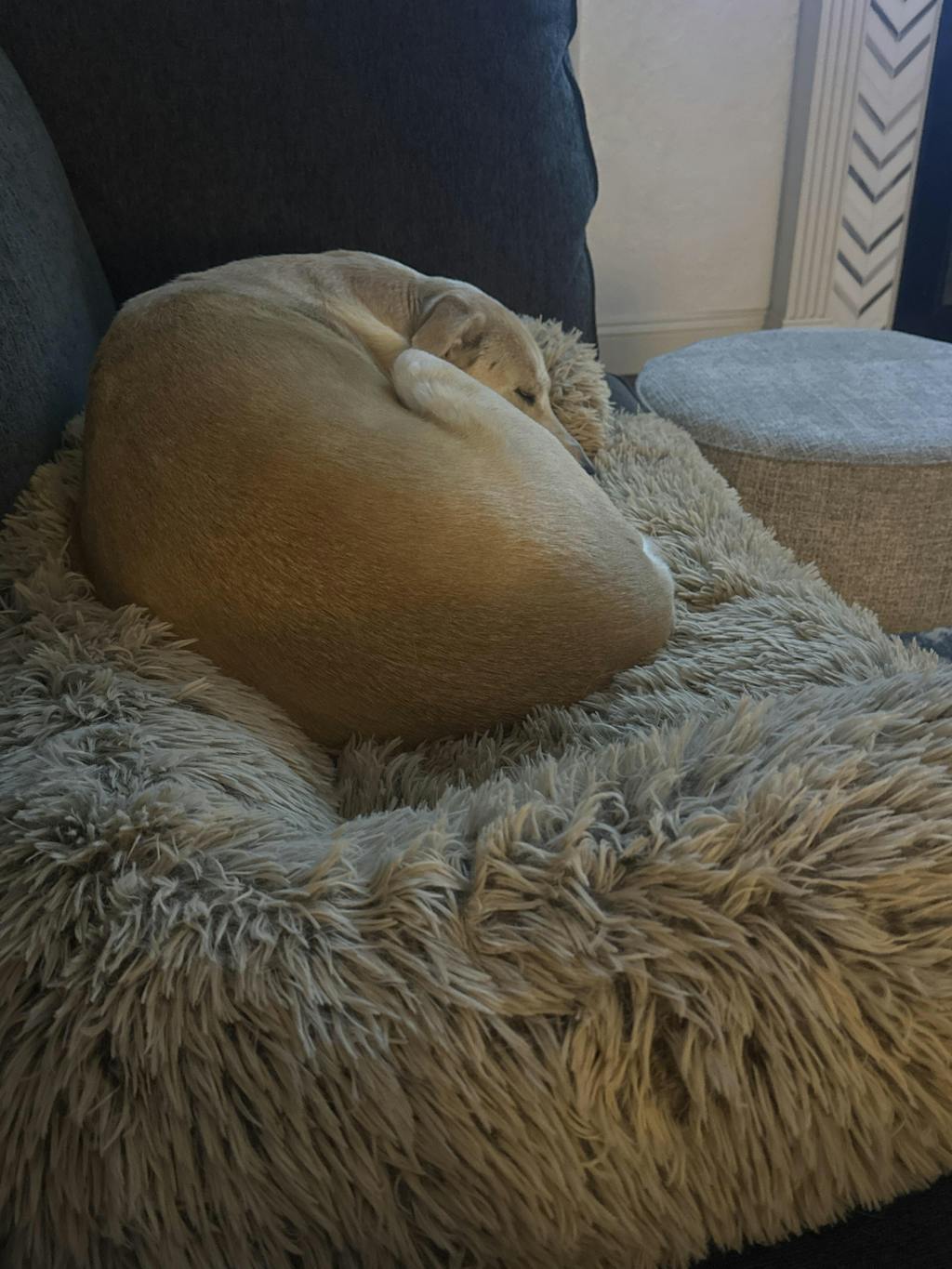 Dogslanding™ - Innovative pieces of comfort