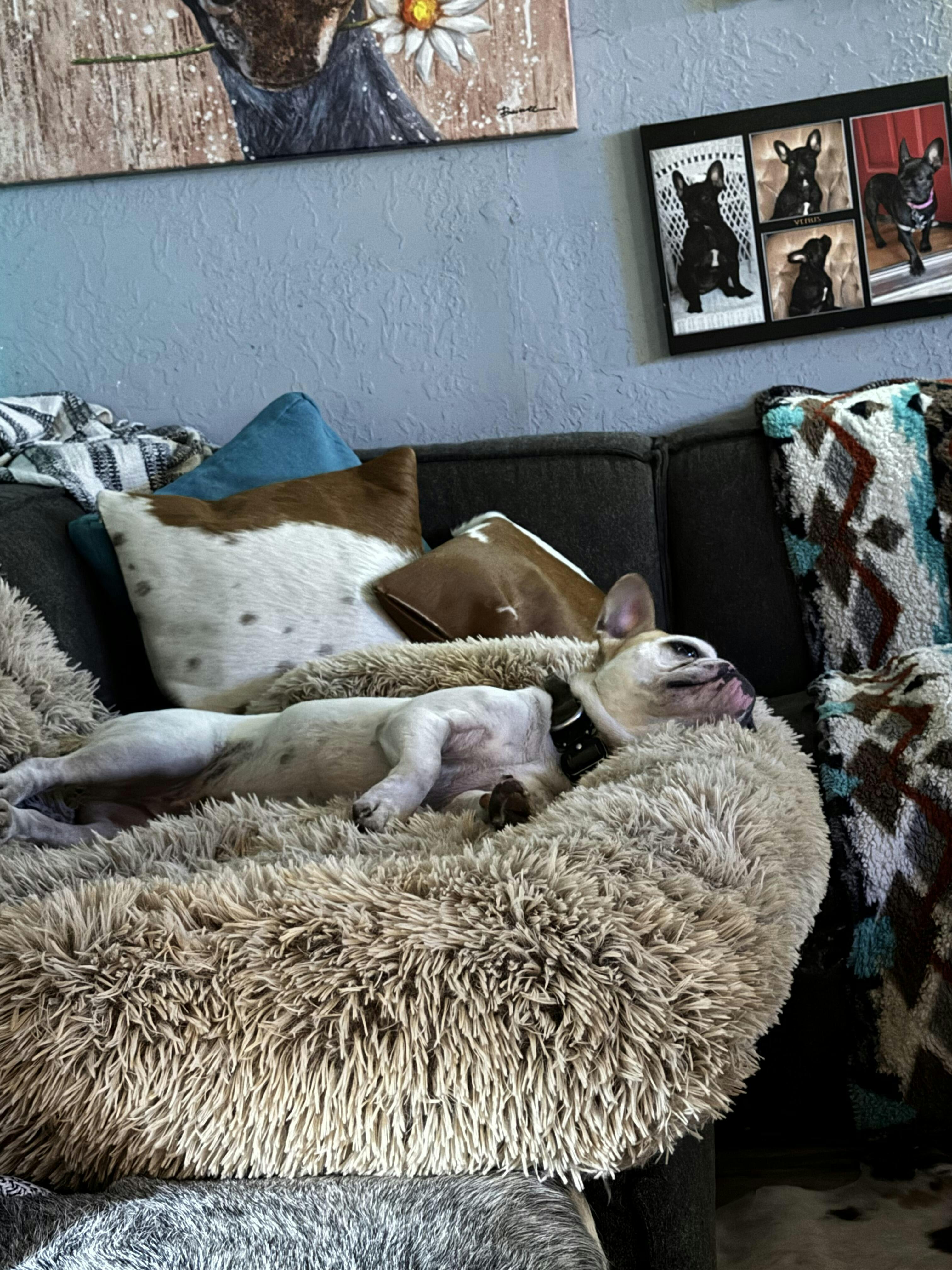 Dogslanding™ - Innovative pieces of comfort