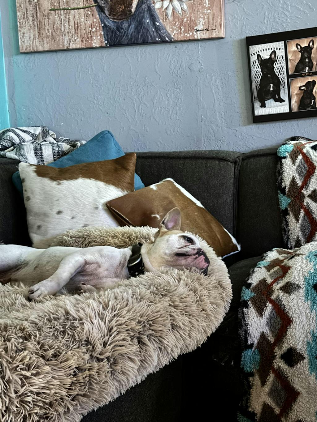 Dogslanding™ - Innovative pieces of comfort