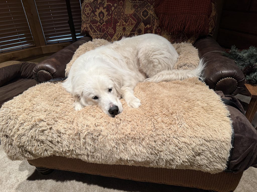 Dogslanding™ - Innovative pieces of comfort