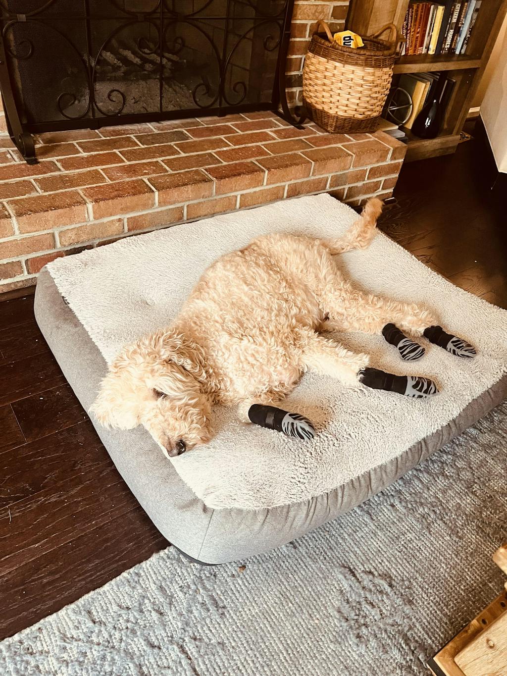 DOK TigerToes Premium Non-Slip Dog Socks