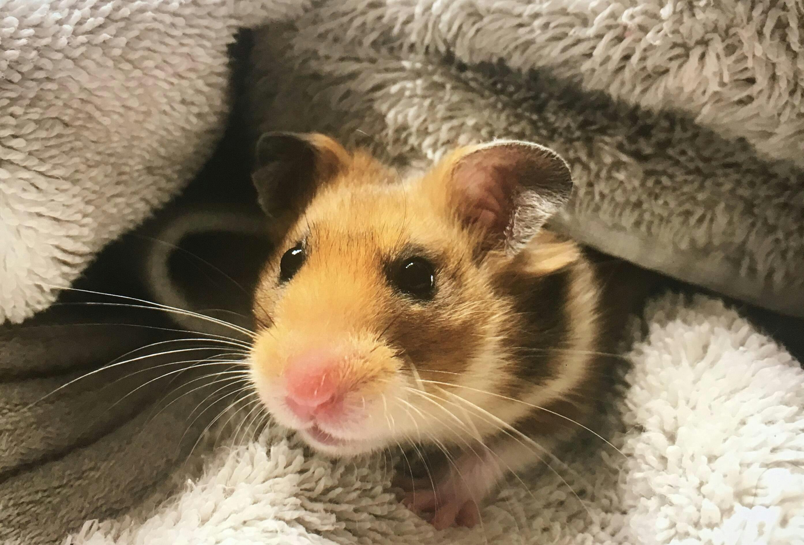 Strawberry Cow Cloud Slime - Shop Slime - Dope Slimes