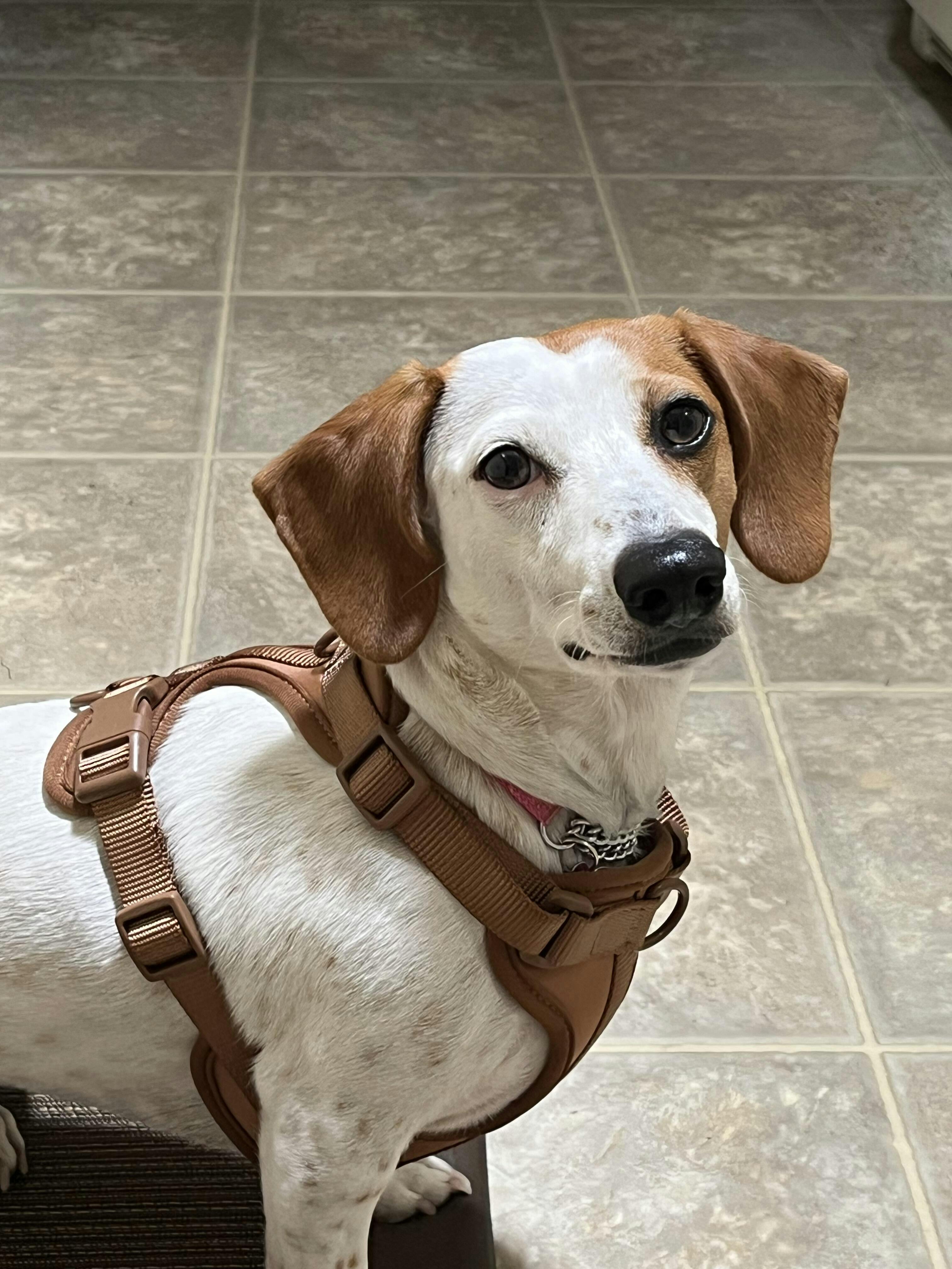 Doxie Harness – Doxie Warehouse