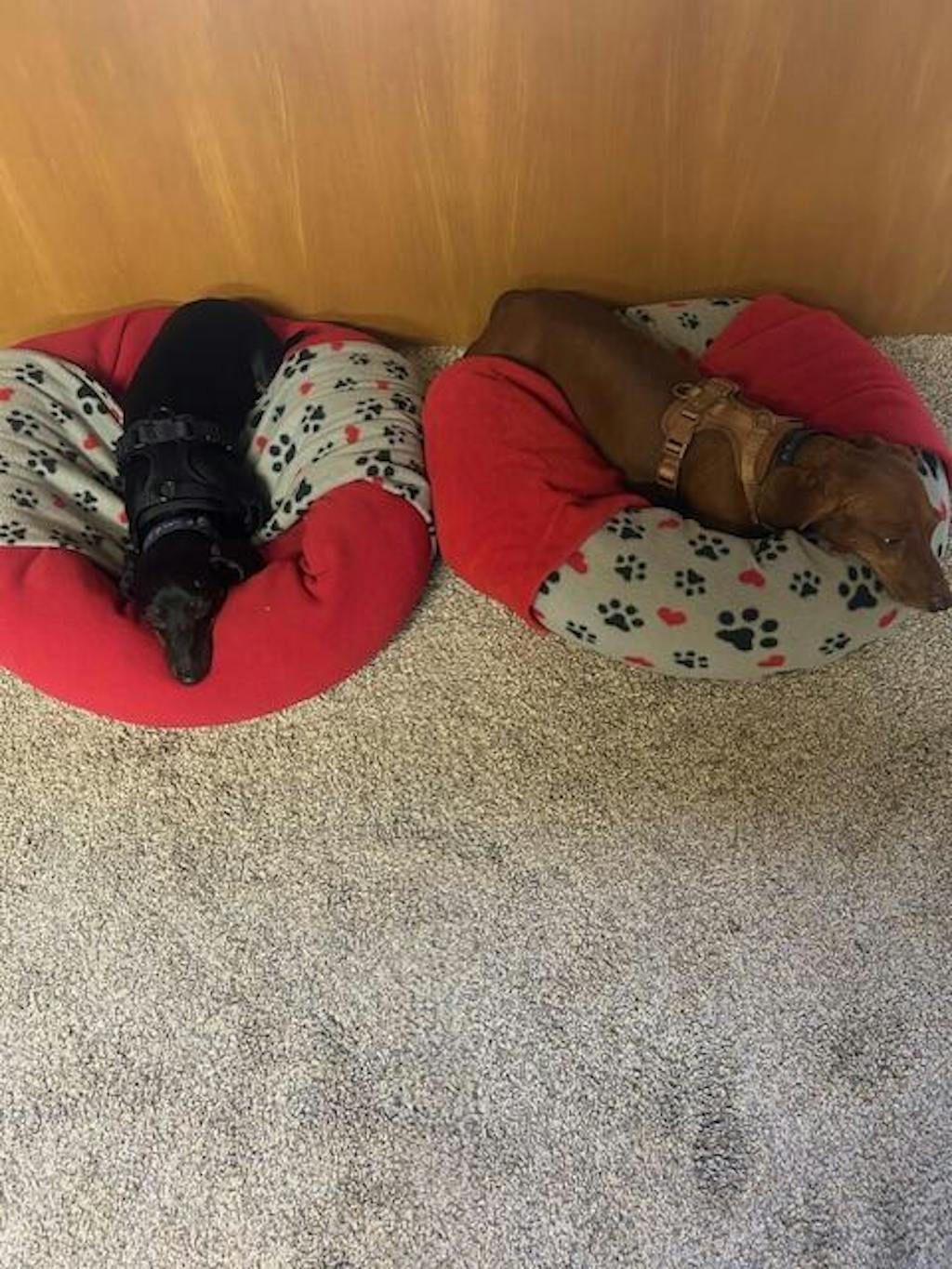 Doxie Harness – Doxie Warehouse