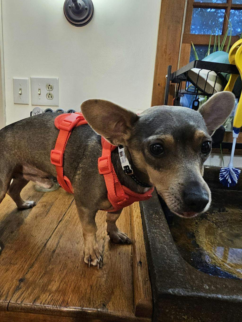Doxie Harness – Doxie Warehouse
