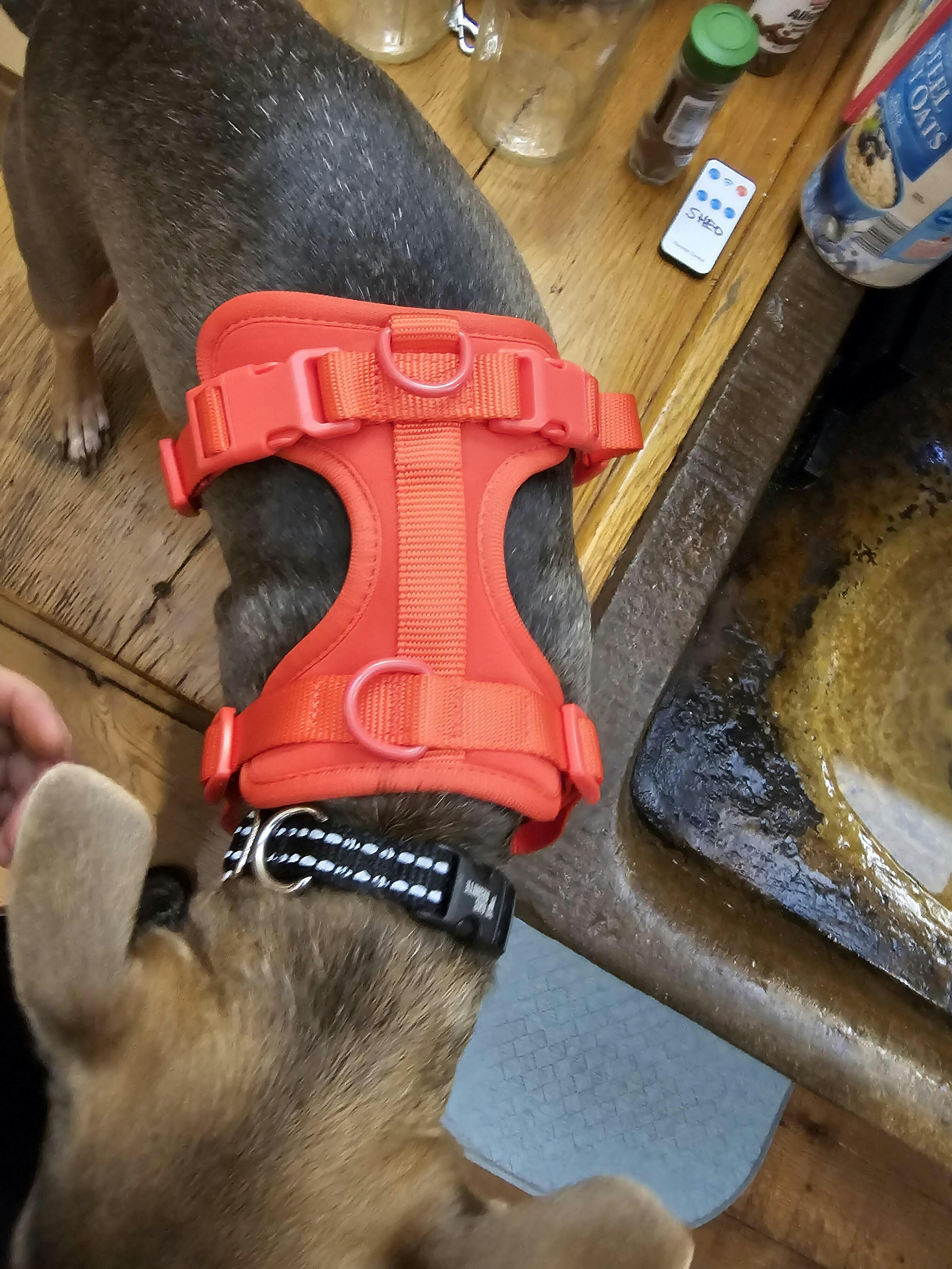 Doxie Harness – Doxie Warehouse