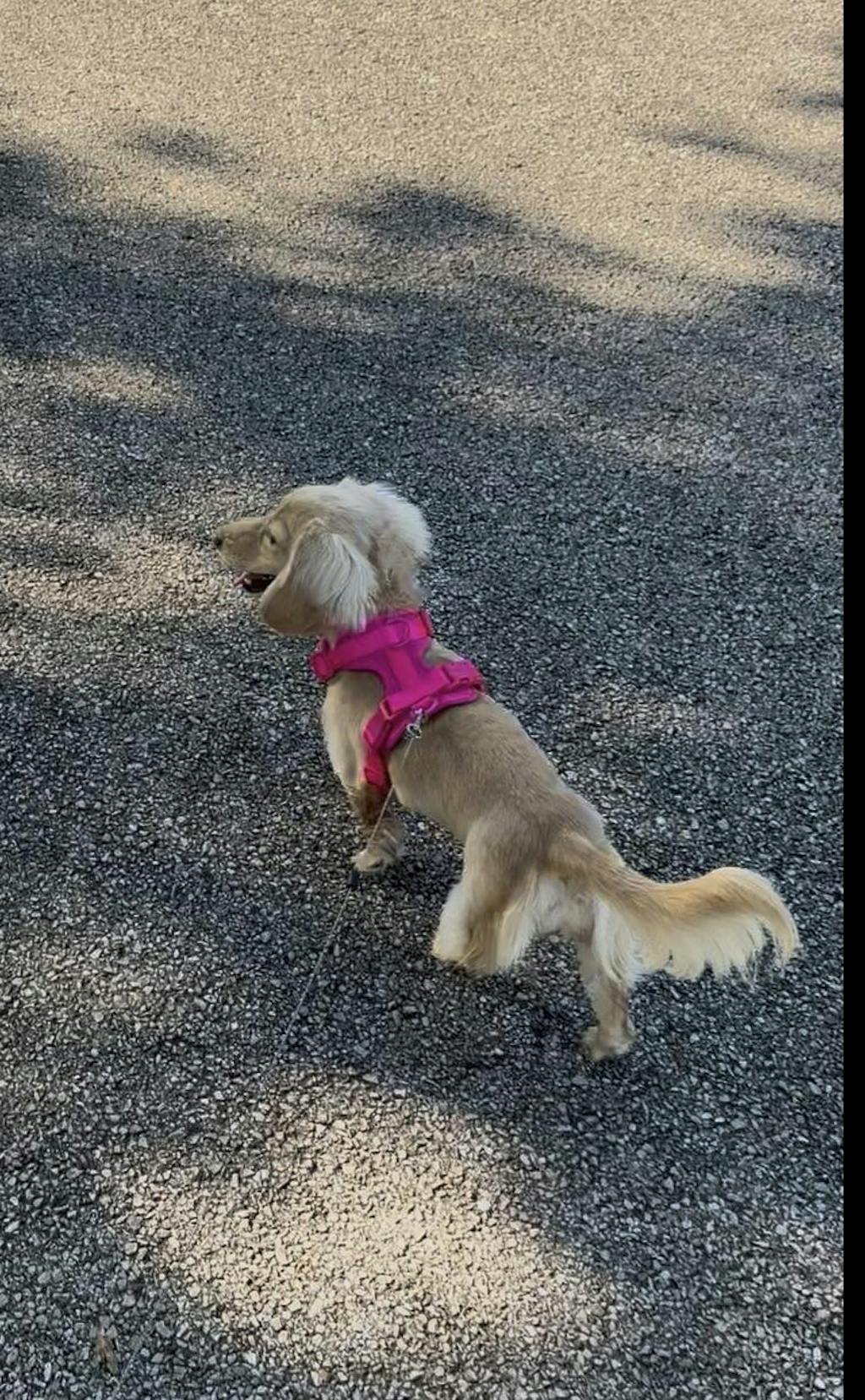 Doxie Harness – Doxie Warehouse