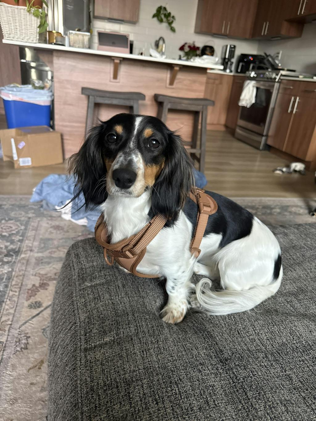 Doxie Harness – Doxie Warehouse