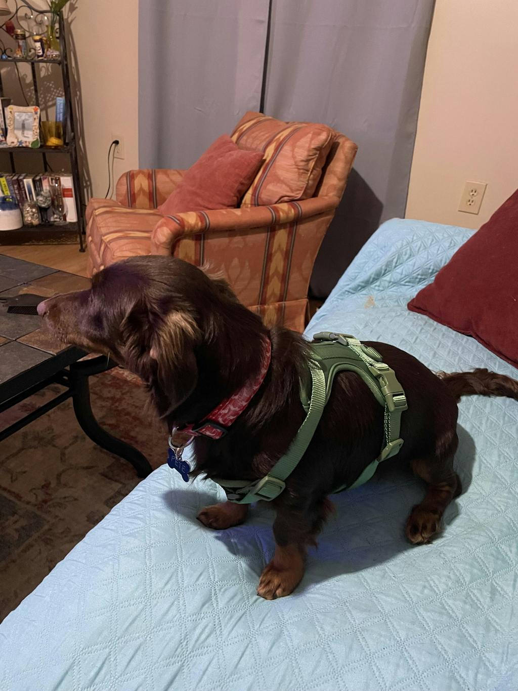 Doxie Harness – Doxie Warehouse