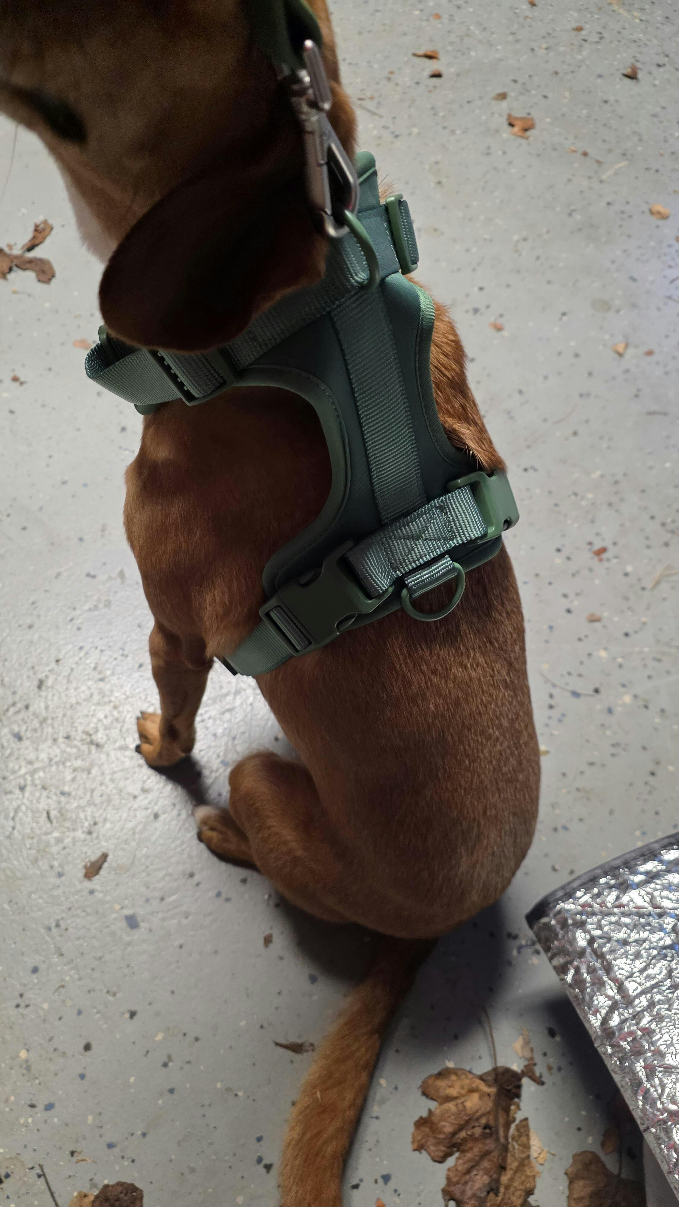 Doxie Harness – Doxie Warehouse