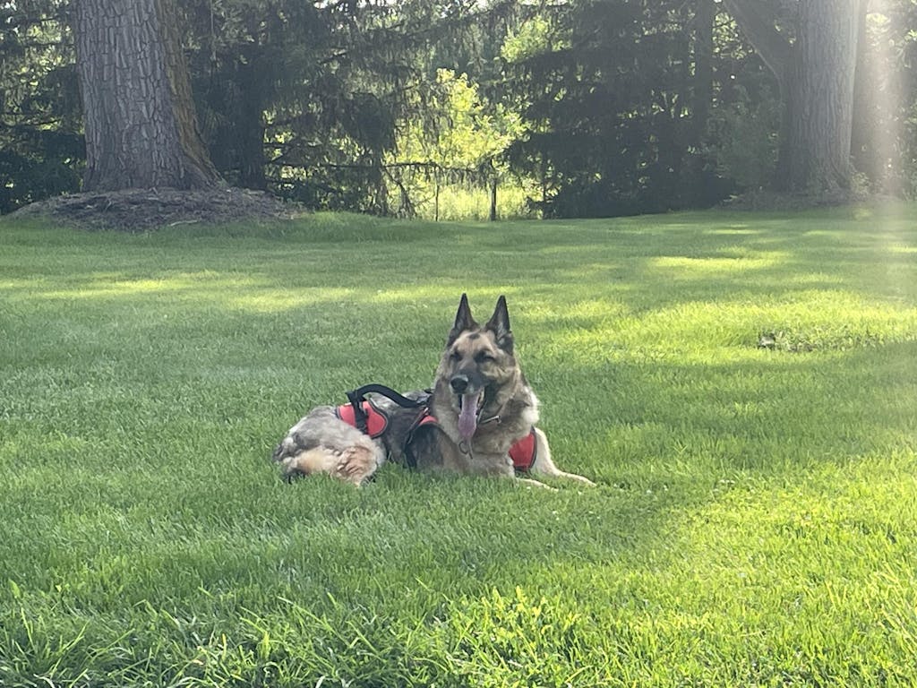 Dr. Buzby's Encore Mobility™ Deer Velvet for Dogs Joint Supplement