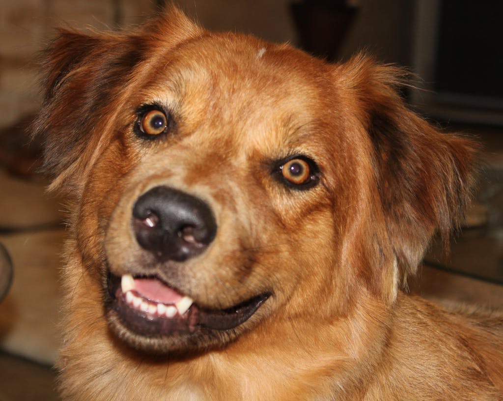 Dog Toenail Grips | Dr. Buzby’s Toegrips® for Dogs