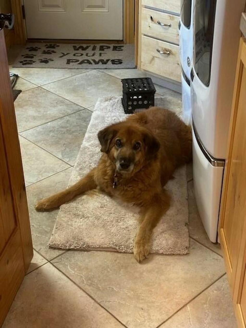 Dog Toenail Grips | Dr. Buzby’s Toegrips® for Dogs