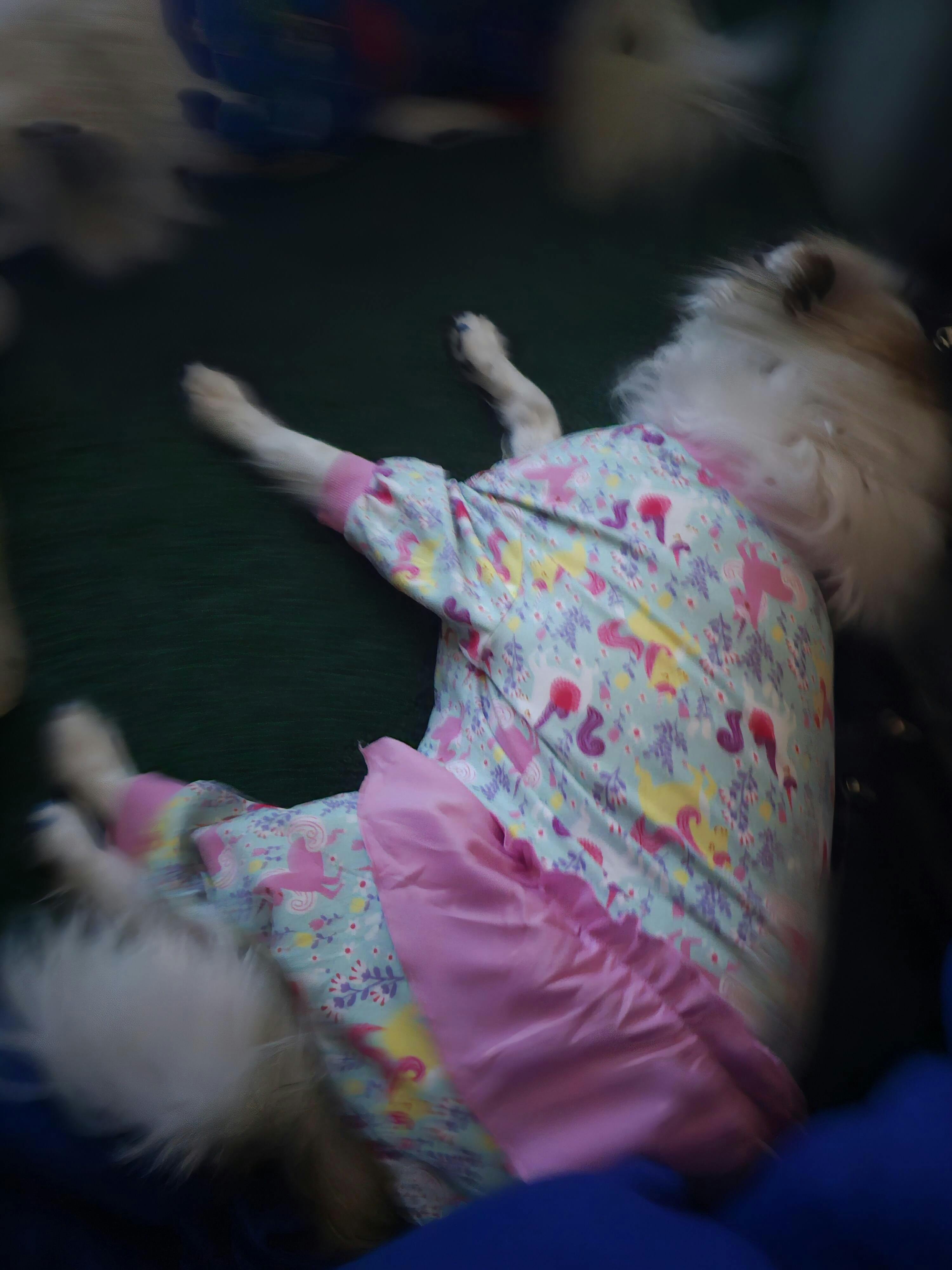 Dog Toenail Grips | Dr. Buzby’s Toegrips® for Dogs