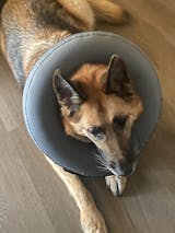 Dog Toenail Grips | Dr. Buzby’s Toegrips® for Dogs