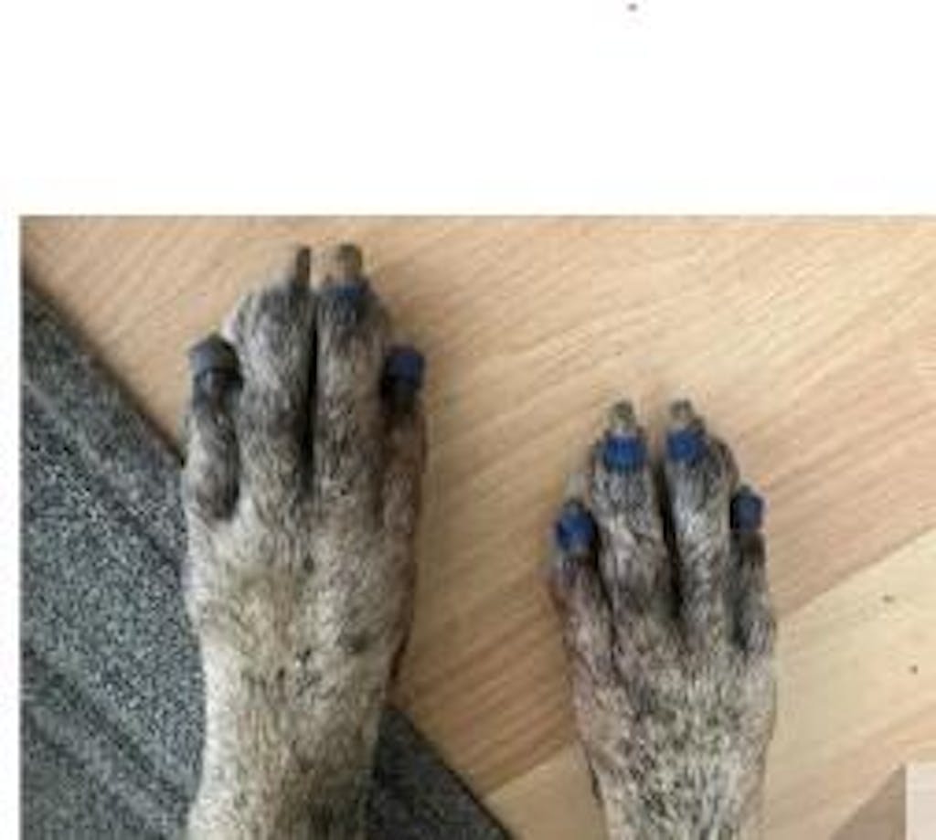 Dog Toenail Grips | Dr. Buzby’s Toegrips® for Dogs