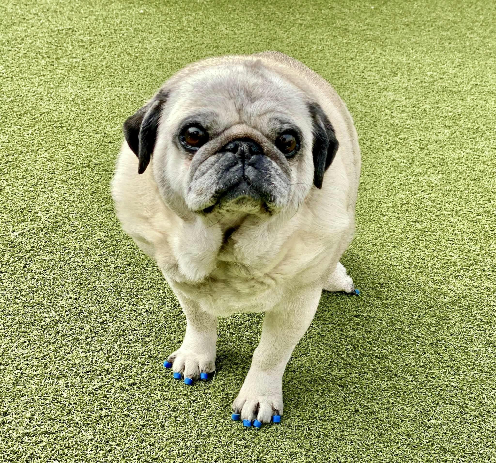 Dog Toenail Grips | Dr. Buzby’s Toegrips® for Dogs