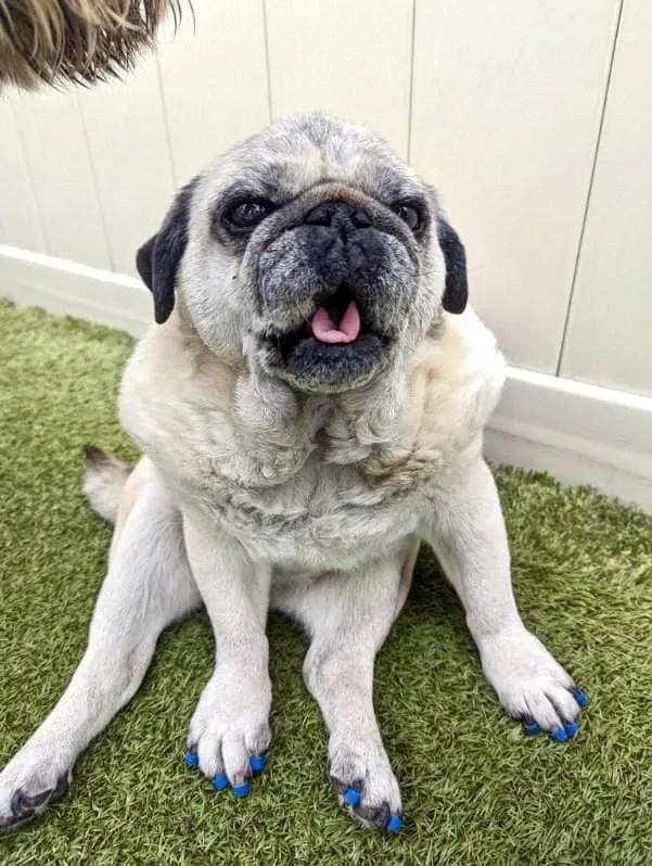 Dog Toenail Grips | Dr. Buzby’s Toegrips® for Dogs
