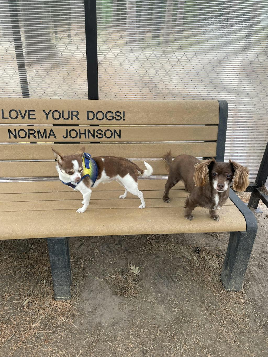 Dog Toenail Grips | Dr. Buzby’s Toegrips® for Dogs