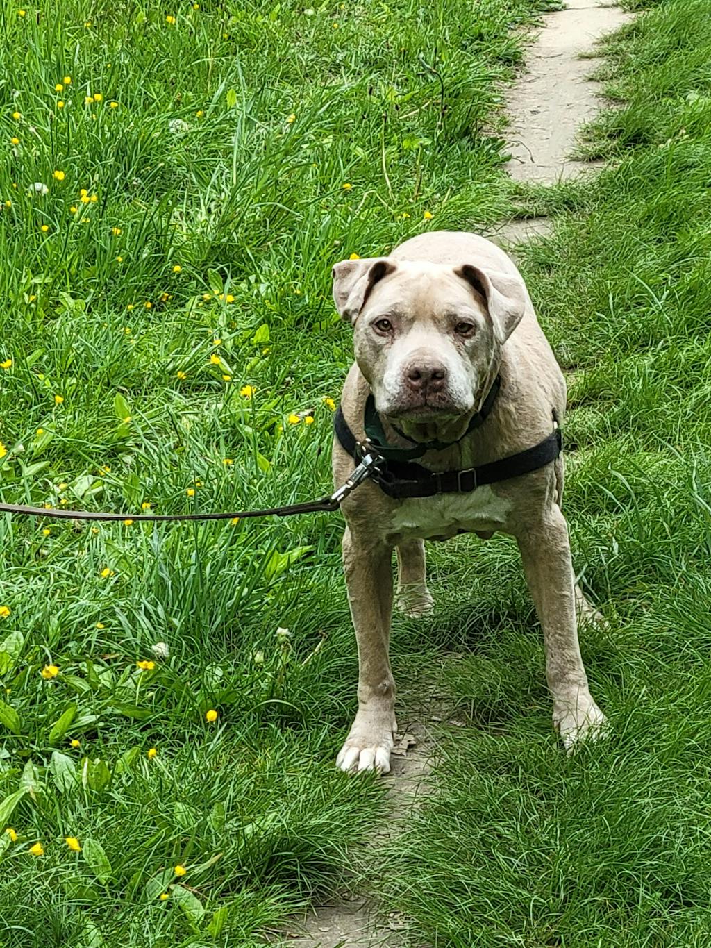 Dog Toenail Grips | Dr. Buzby’s Toegrips® for Dogs