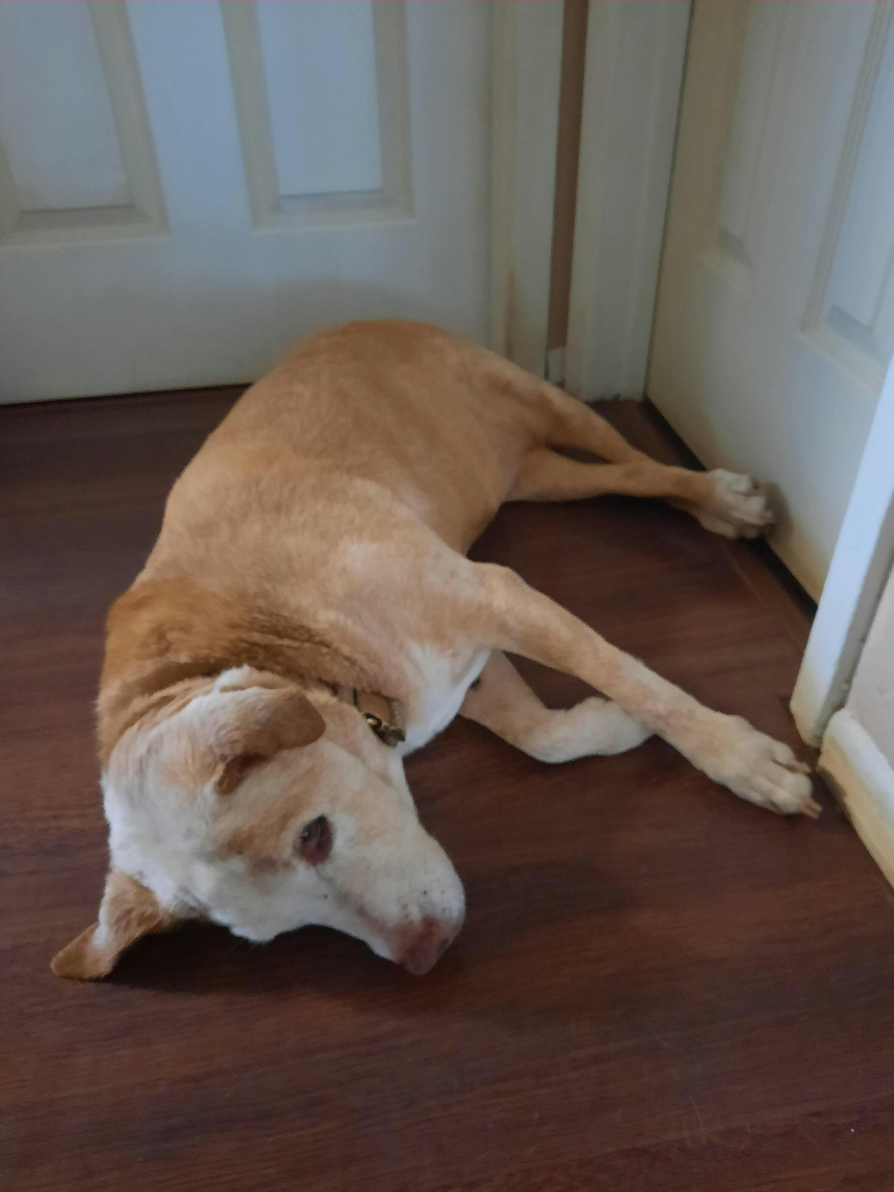 Dog Toenail Grips | Dr. Buzby’s Toegrips® for Dogs