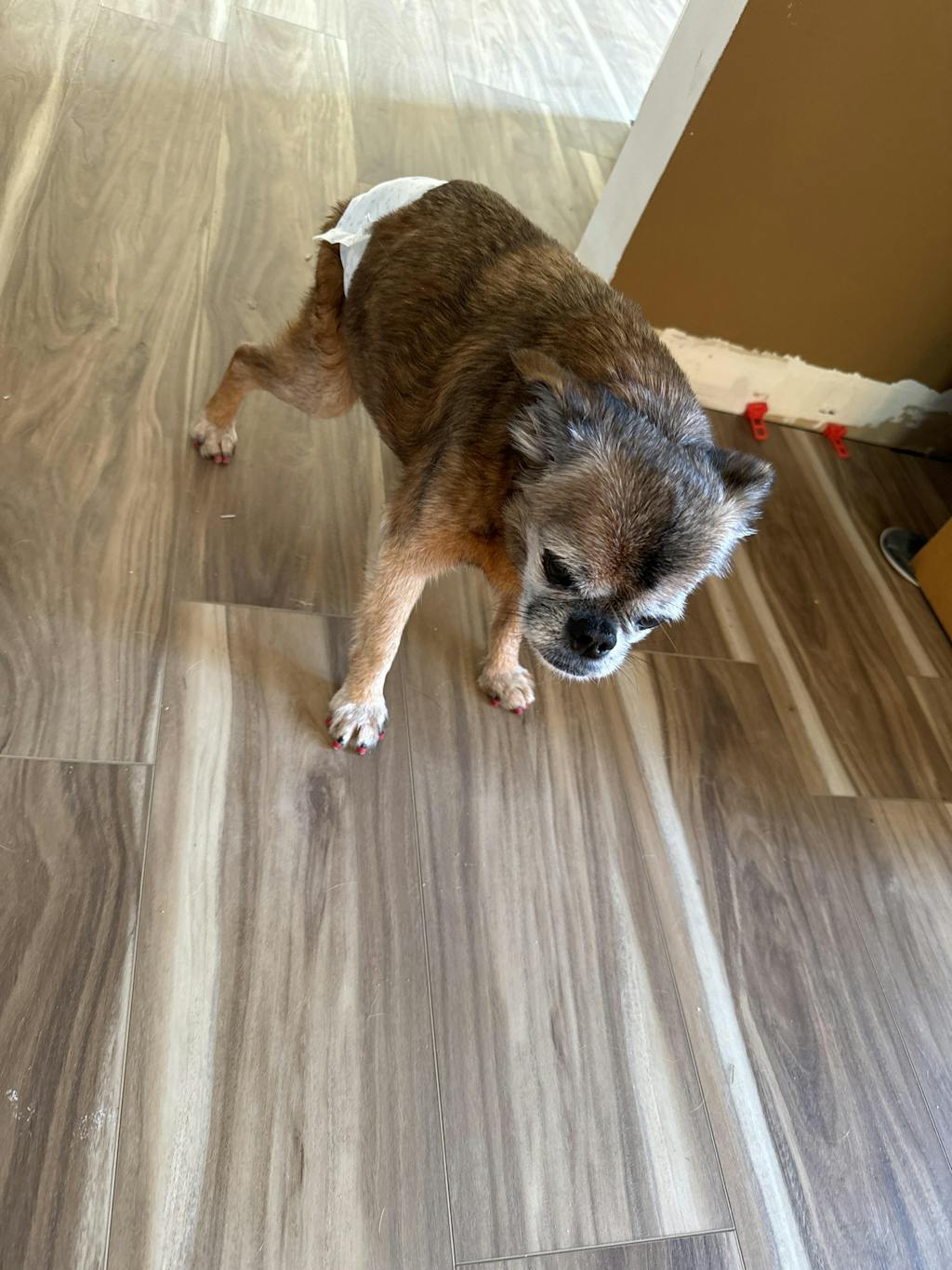 Dog Toenail Grips | Dr. Buzby’s Toegrips® for Dogs