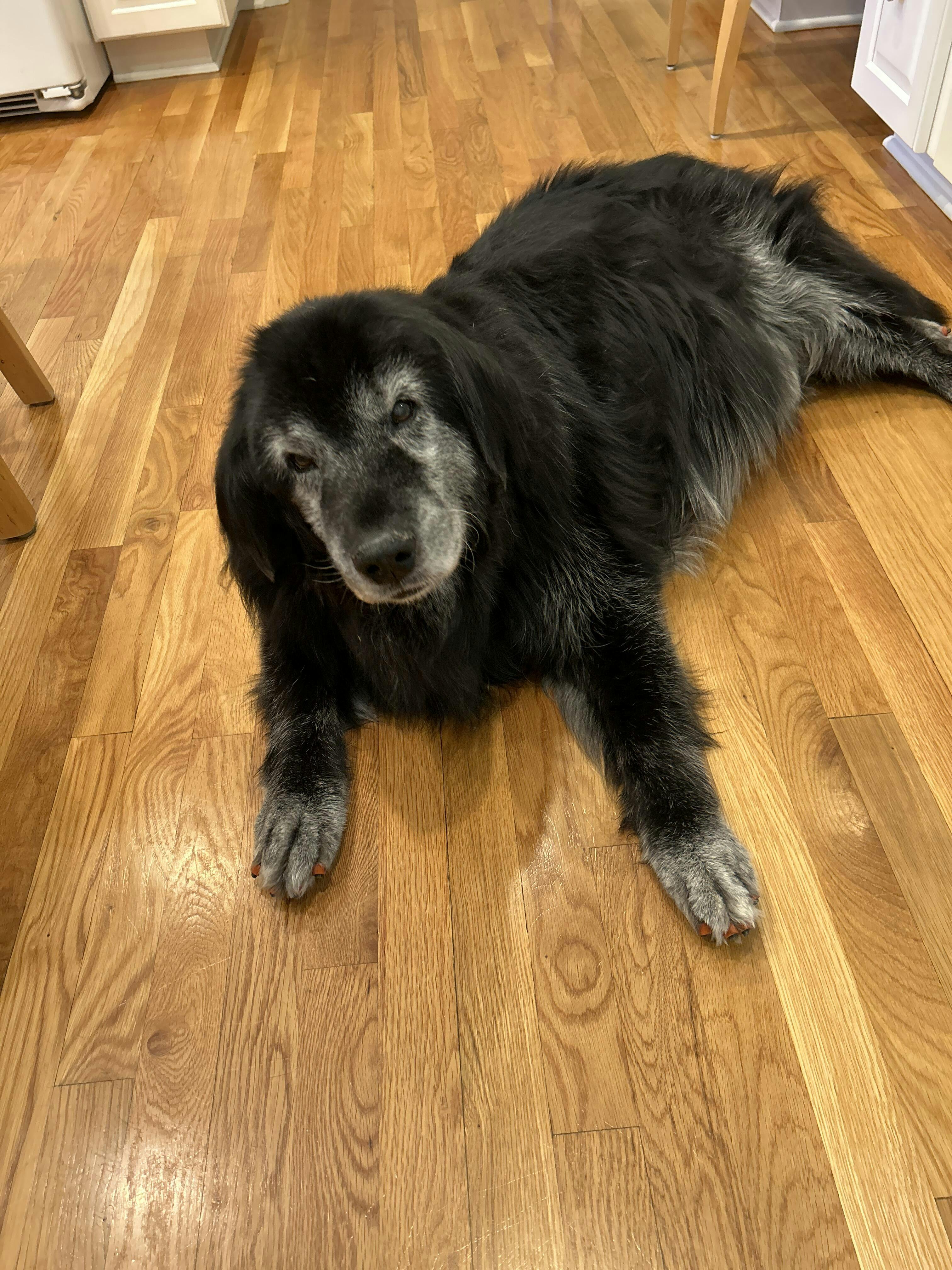 Dog Toenail Grips | Dr. Buzby’s Toegrips® for Dogs